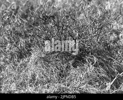 Roughening mountain drip Ruvande fjällripa Stock Photo - Alamy