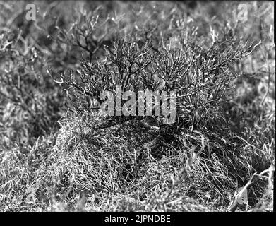 Roughening mountain drip Ruvande fjällripa Stock Photo - Alamy