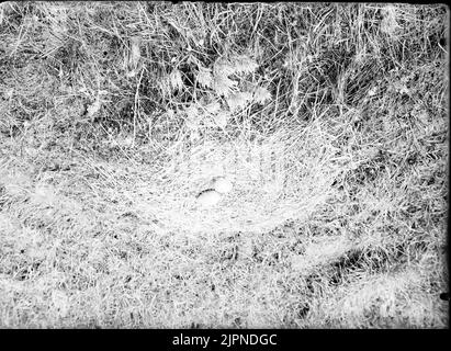 Stay by Trana Bo av trana Stock Photo - Alamy