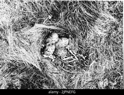 Stay of cutting spot Bo av skärfläcka Stock Photo - Alamy