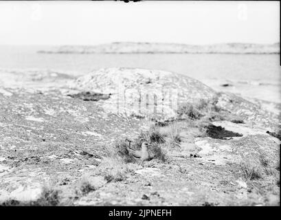 Regular lab in nest Vanliga labben i bo Stock Photo - Alamy