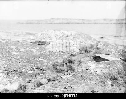 Regular lab in nest Vanliga labben i bo Stock Photo - Alamy