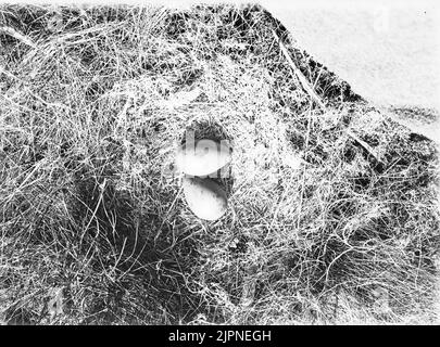 Ordinary lab Vanliga labben Stock Photo - Alamy