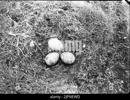 Stay of gray route Bo av gråtrut Stock Photo - Alamy
