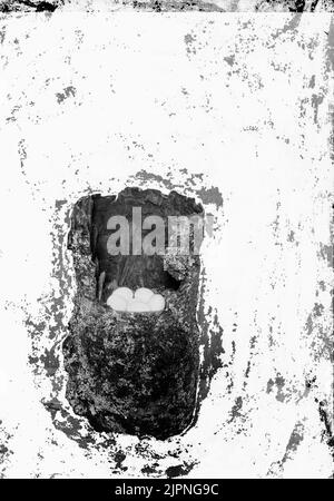 Stay of cub Bo av gröngöling Stock Photo - Alamy