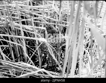 Stay by thrush singers Bo av trastsångare Stock Photo - Alamy