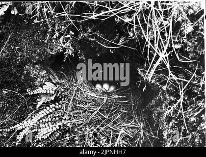 Stay of Forsella (gray gown) Bo av forsärla (gråärla Stock Photo - Alamy