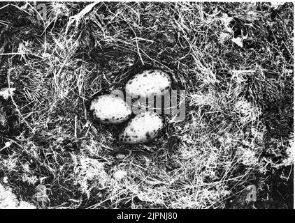 Live by Larus Bo av larus Stock Photo - Alamy
