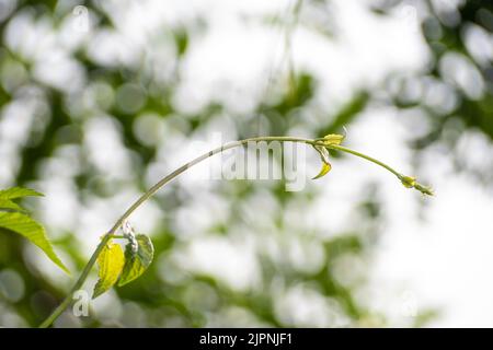 Vine of Mikania micrantha bitter vine the invasive alien species in ...
