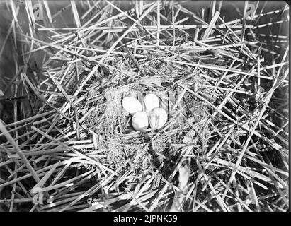 Stay by beard dipping. Bo av skäggdopping Stock Photo - Alamy
