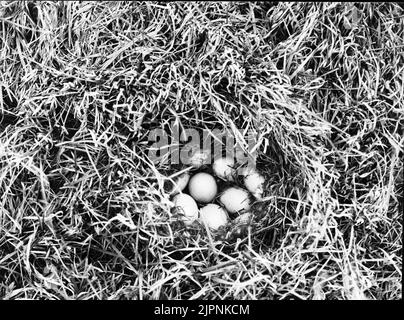 Stay of years Bo av årta Stock Photo - Alamy