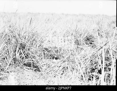 Small crake Småskrake Stock Photo - Alamy