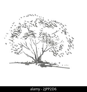 Hand-drawn bush. Rrealistic image in shades of gray, sketch painted ...
