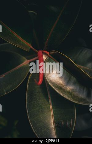A closeup shot of the green leaves of a rubber fig plant against the ...