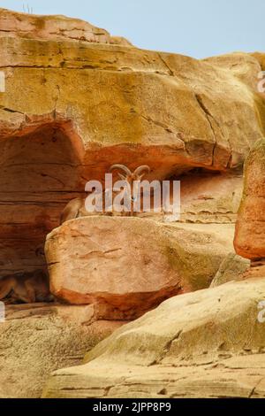 Wild Mountain Goats sitting on Elidir Fawr above Llanberis Pass in ...