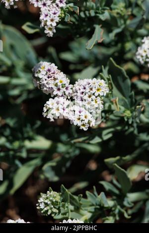 Yellow flowering Scorpioid cyme inflorescences Heliotropium ...