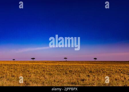Kenyan Landscapes Lone Trees Buffalo Walking Strolling Savannah ...