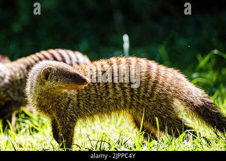 mongoose is a small terrestrial carnivorous mammal belonging to the ...