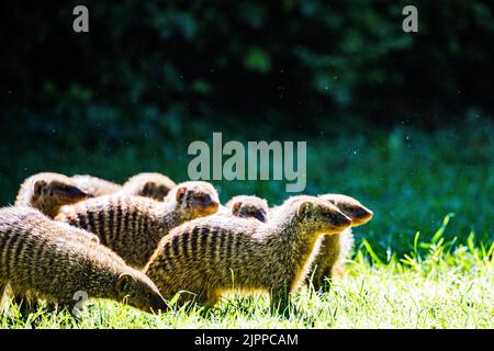 mongoose is a small terrestrial carnivorous mammal belonging to the ...