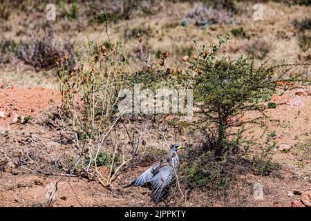 The secretary bird has traditionally been admired in Africa for its ...