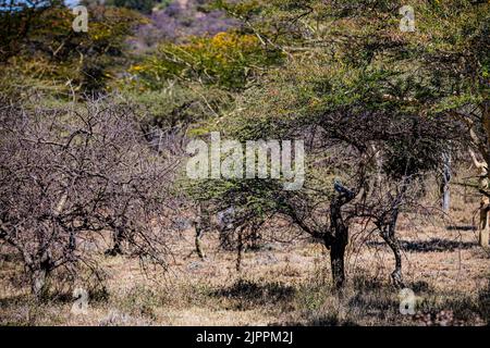 The secretary bird has traditionally been admired in Africa for its ...