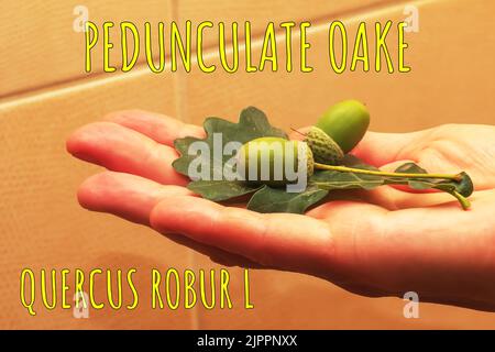 Woman's hand holds leaves and acorns PEDUNCULATE OAK. The Latin name of ...