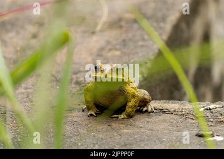 Indus Valley Bullfrog (Hoplobatrachus tigerinus), Keoladeo Ghana ...