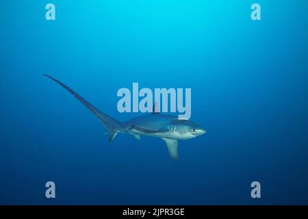 There are three species of thresher sharks all characterized by the ...
