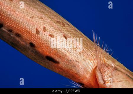 These are parasitic copepods, behind the pectoral fin of this ...