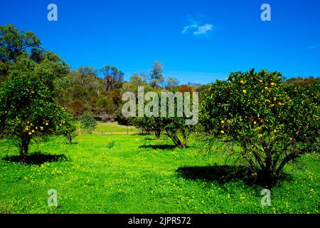 Orange Plantation - Western Australia Stock Photo - Alamy