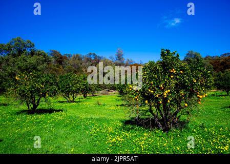 Orange Plantation - Western Australia Stock Photo - Alamy