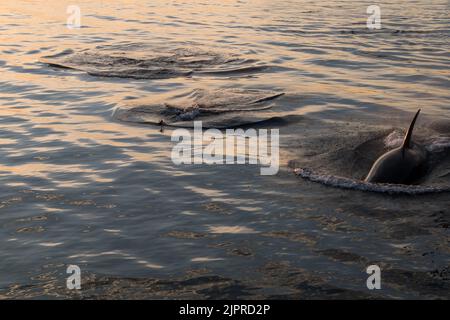Seattle, USA. 19th Aug, 2022. A rare sighting of an Orca Pod off Pier ...