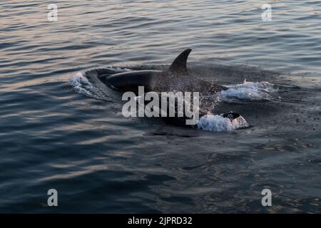 Seattle, USA. 19th Aug, 2022. A rare sighting of an Orca Pod off Pier ...