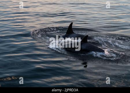 Seattle, USA. 19th Aug, 2022. A rare sighting of an Orca Pod off Pier ...