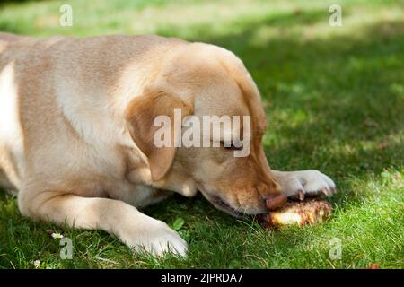 Labrador retriever, female, close-up, eating dog doughnut in shade in a ...
