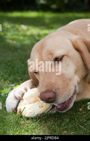 Labrador retriever, female, close-up, eating dog doughnut in shade in a ...