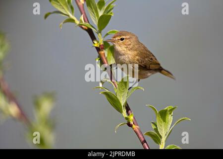 Chiffchaff, common chiffchaff (Phylloscopus collybita), Thuringia ...