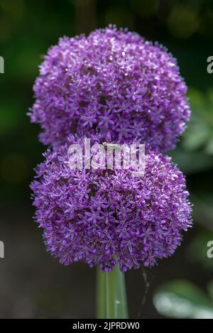 Ornamental garlic flower (Allium), Bavaria, Germany Stock Photo - Alamy