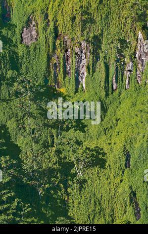 Primary forest on almost vertical rock face on Cocos Island, UNESCO ...
