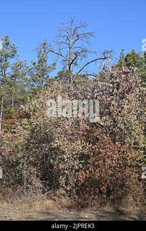 Withered trees, drought damage, climate change, Germany, Bavaria, Lower ...