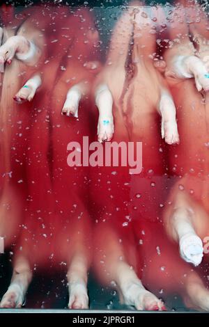 Pork, Pigs, Piglets in brine, The meat factory, Pork carcasses in the ...