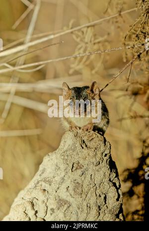 The common planigale (Planigale maculata), also known as the pygmy ...