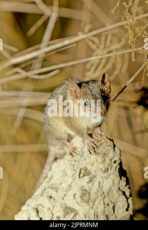The common planigale (Planigale maculata), also known as the pygmy ...