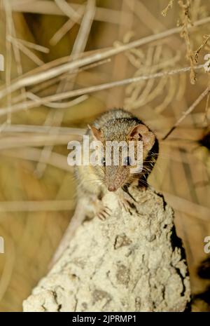 The common planigale (Planigale maculata), also known as the pygmy ...