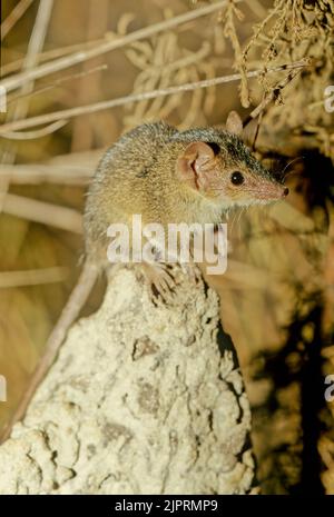 The common planigale (Planigale maculata), also known as the pygmy ...