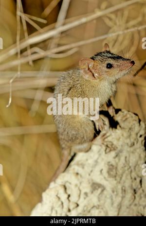 The common planigale (Planigale maculata), also known as the pygmy ...
