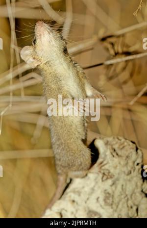 The common planigale (Planigale maculata), also known as the pygmy ...