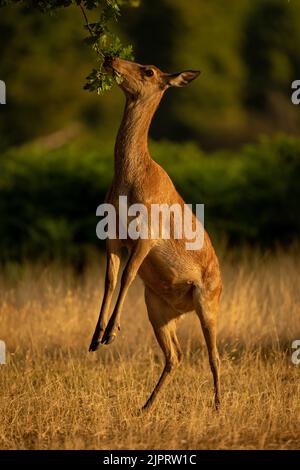 Female red deer browses on hind legs Stock Photo - Alamy