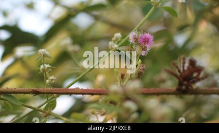 The shy princess flower that is blooming in the morning Stock Photo - Alamy