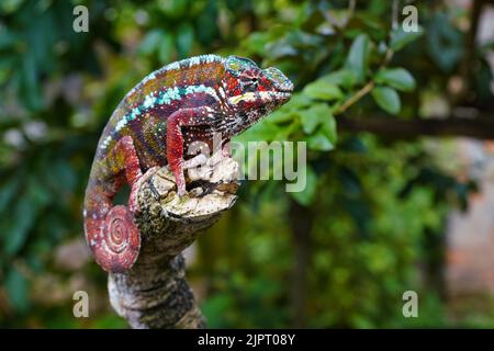 Dark brown or purple Parson's chameleon - Calumma parsonii - walking on ...